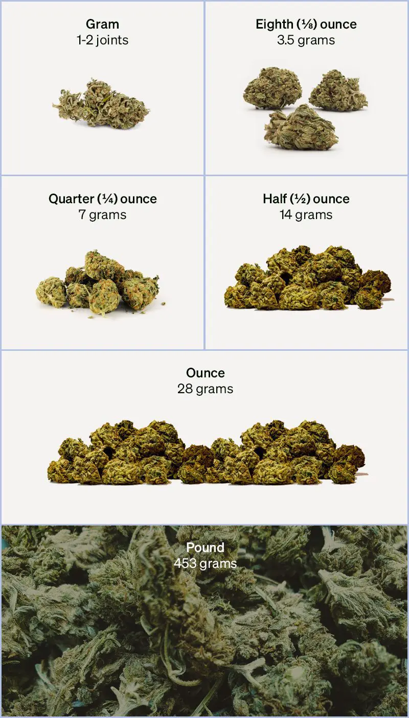 Understanding Cannabis Measurements And Prices Grams Eighths Ounces Understanding Cannabis Measurements And Prices Grams Eighths Ounces